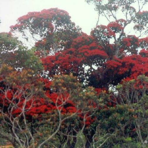 Metrosideros Engleriana Plant Care & How to Grow, Water