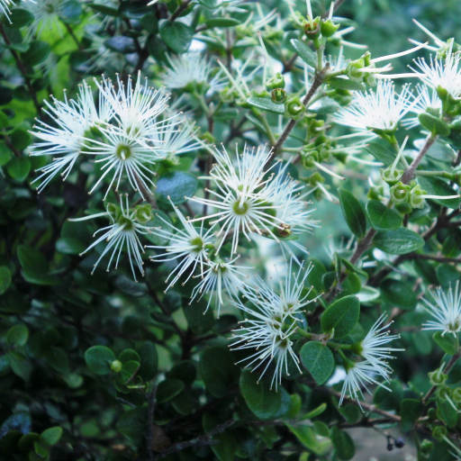 White Rata Plant Care & How to Grow, Water