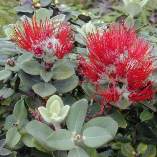 'Ohi'a Lehua (Metrosideros Polymorpha) Plant Care & How to Grow, Water