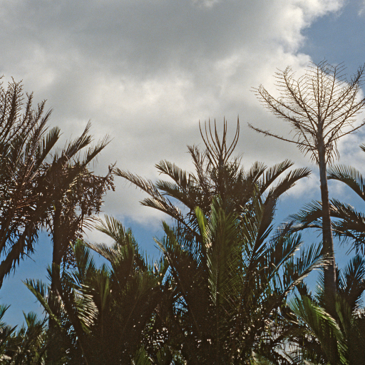 Sago Palm (Metroxylon Sagu) Care Guide: Water, Soil & Propagation ...