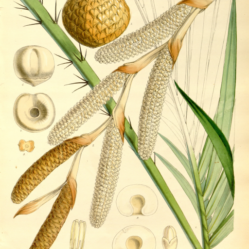 Fiji Sago Palm (Metroxylon Vitiense) Plant Care & How to Grow, Water