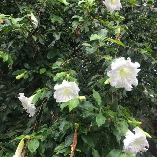 Metternichia Princeps Plant Care & How to Grow, Water