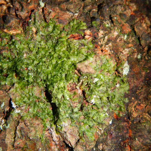 Forked Veilwort (Metzgeria Furcata) Plant Care & How to Grow, Water