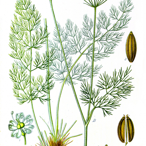 Baldmoney (Meum Athamanticum) Care Guide: Water, Soil & Propagation ...