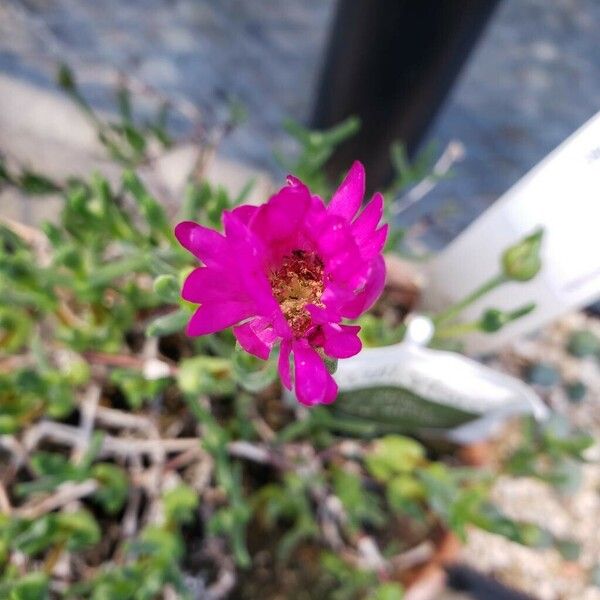 Meyerophytum Meyeri Plant Care & How to Grow, Water