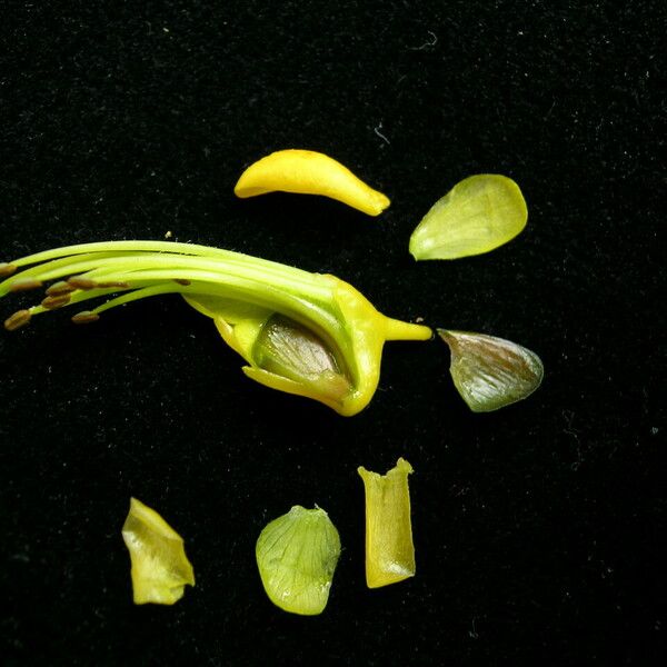 Mezoneuron Cucullatum Care Guide: Water, Soil & Propagation - Plantiary