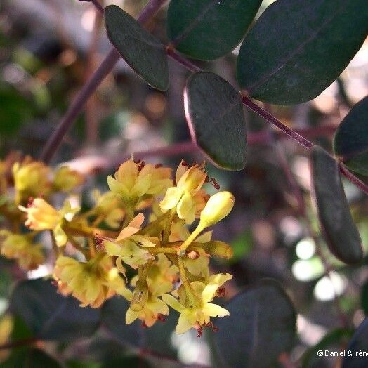 Mezoneuron Montrouzieri Plant Care & How to Grow, Water