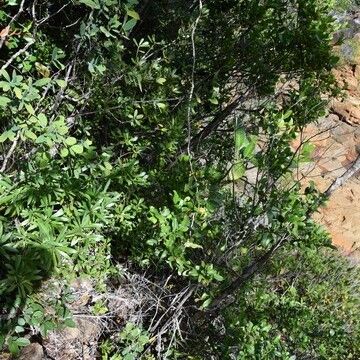 Mezoneuron Ouenense Plant Care & How to Grow, Water