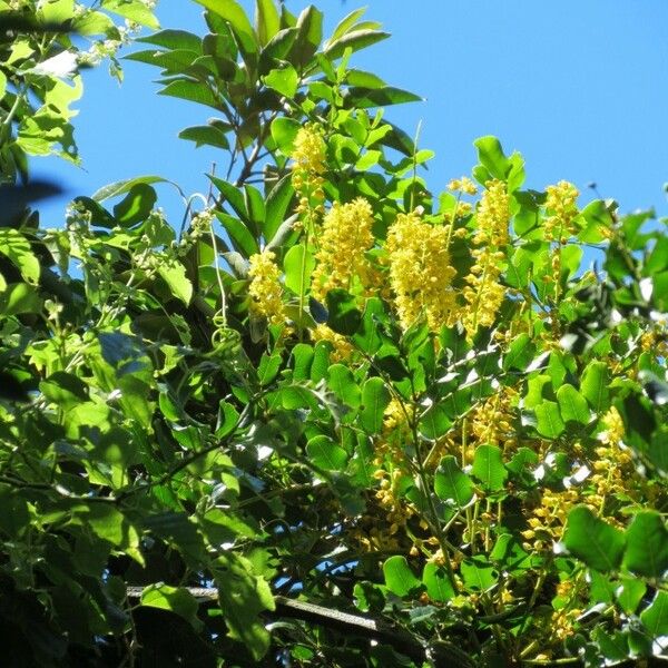 Mezoneuron Rubiginosum Plant Care & How to Grow, Water