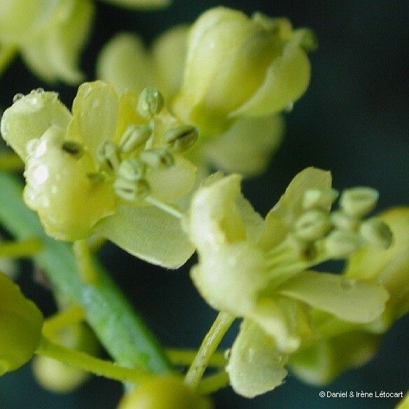 Mezoneuron Schlechteri Plant Care & How to Grow, Water