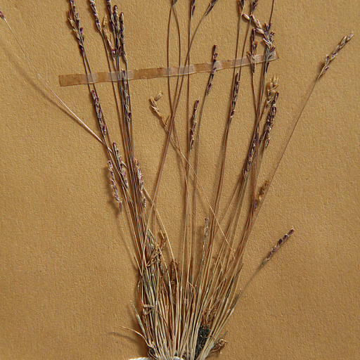 Early Sand Grass (Mibora Minima) Plant Care & How to Grow, Water