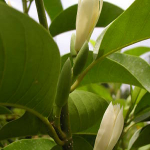 Michelia Alba Plant Care & How to Grow, Water