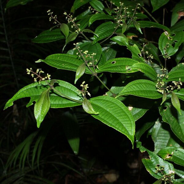 Miconia Aliquantula Care Guide: Water, Soil & Propagation - Plantiary