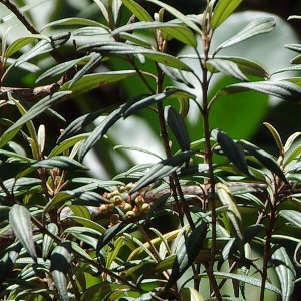 Stinkingfish (Miconia Angustifolia) Plant Care & How to Grow, Water