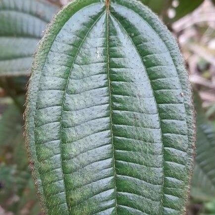 Miconia Australis Plant Care & How to Grow, Water