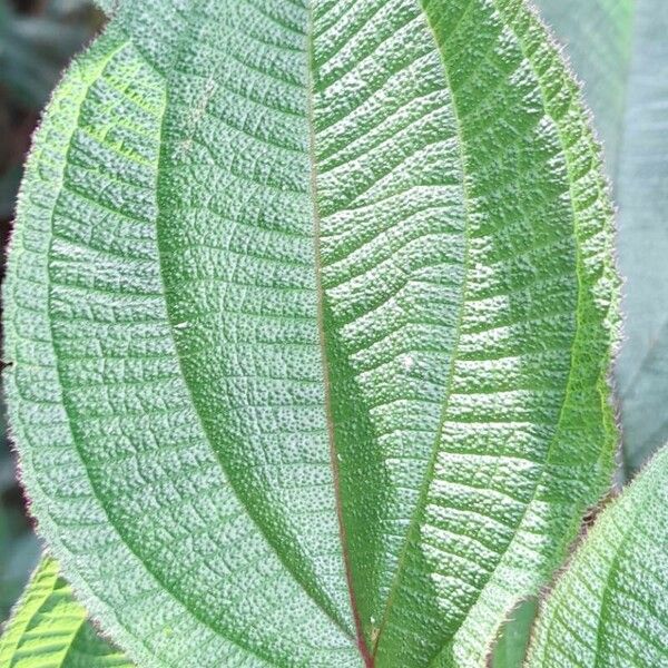 Miconia Balansae Plant Care & How to Grow, Water