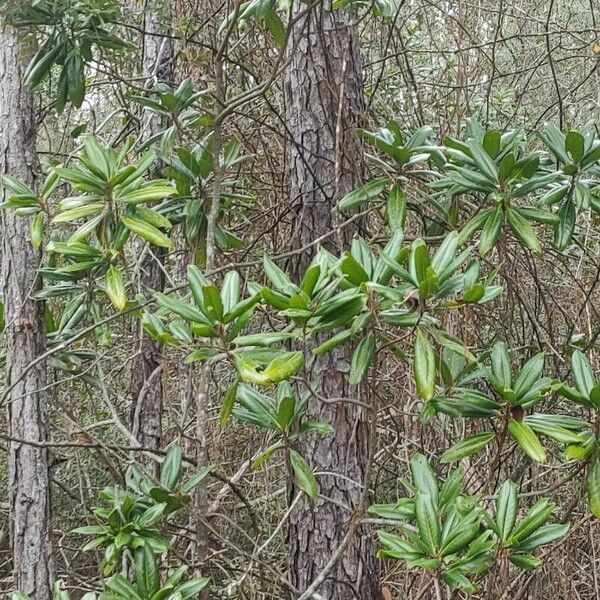 West Indian Lilac (Miconia Bicolor) Care Guide: Water, Soil ...