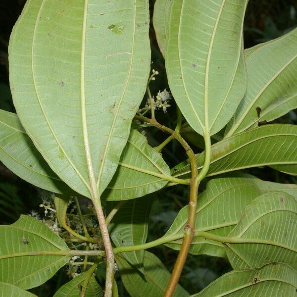 Miconia Brevitheca Plant Care & How to Grow, Water