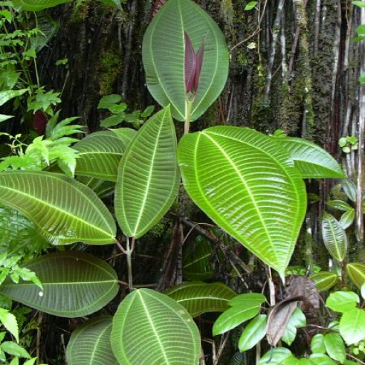 Velvet Tree (Miconia Calvescens) Care Guide: Water, Soil & Propagation ...