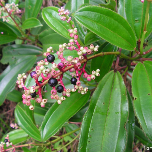 Miconia Ciliata Plant Care & How to Grow, Water
