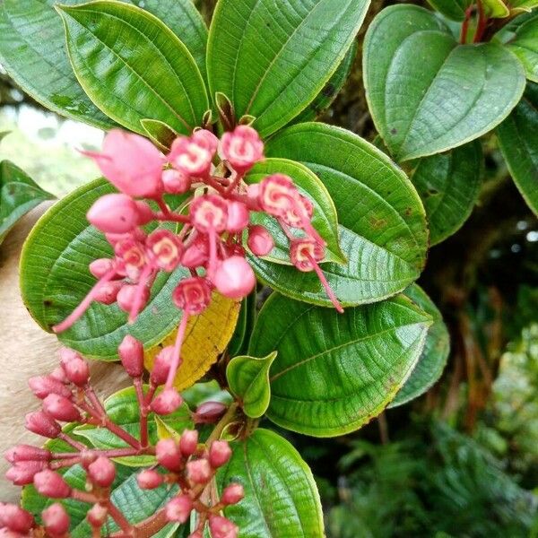 Miconia Coccinea Plant Care & How to Grow, Water
