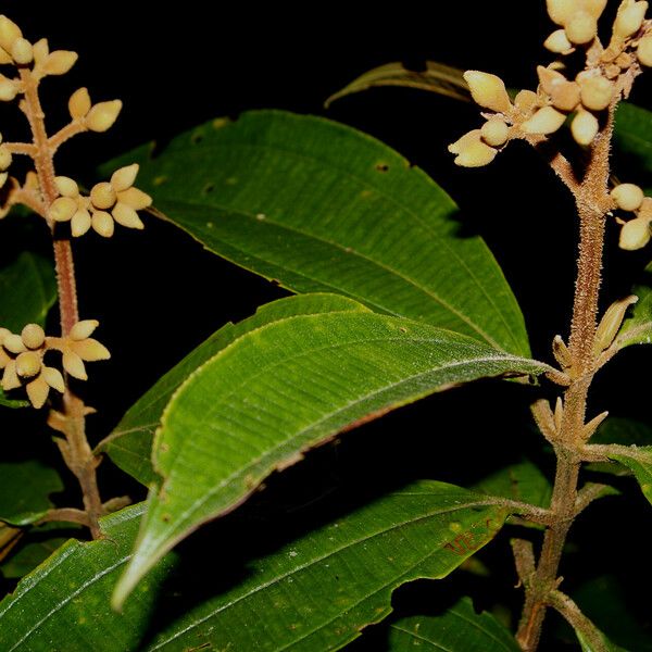 Miconia Conorufescens Plant Care & How to Grow, Water