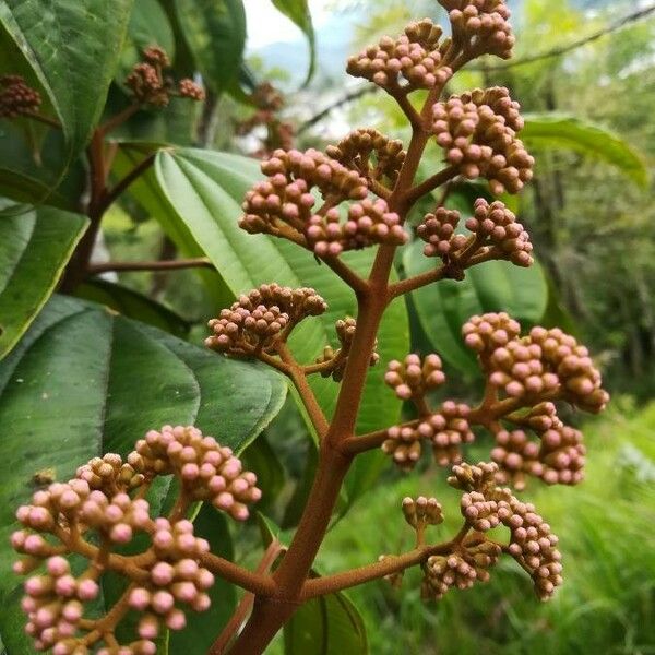 Miconia Elata Plant Care & How to Grow, Water