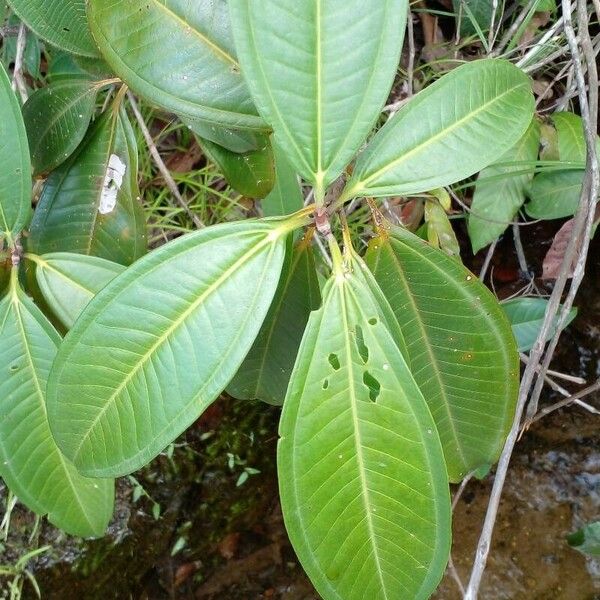 Miconia Elegans Care Guide: Water, Soil & Propagation - Plantiary