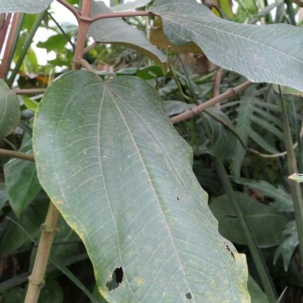 Miconia Formosa Plant Care & How to Grow, Water