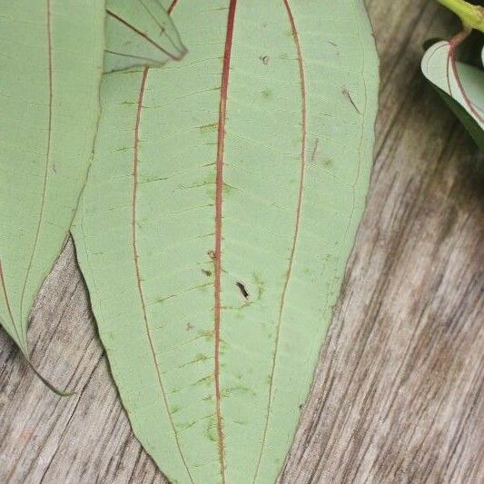 Miconia Fragilis Care Guide: Water, Soil & Propagation - Plantiary