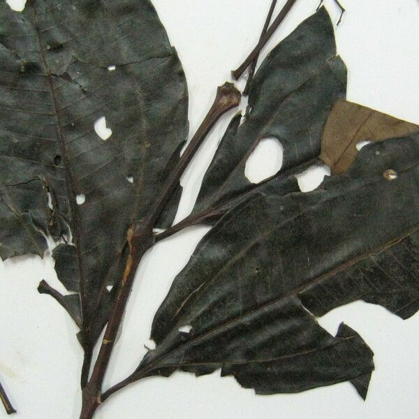 Miconia Pyrifolia Plant Care & How to Grow, Water