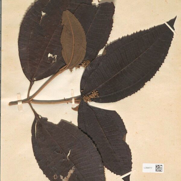 Miconia Schwackei Plant Care & How to Grow, Water