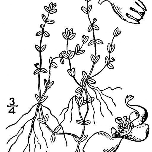 Pearlweed Plant Care & How to Grow, Water