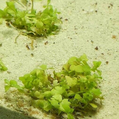 Micranthemum Tweediei Plant Care & How to Grow, Water