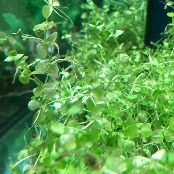 Shade Mudflower (Micranthemum Umbrosum) Plant Care & How to Grow, Water