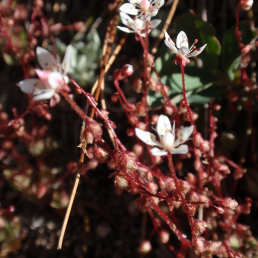 Bud Saxifrage (Micranthes Bryophora) Care Guide: Water, Soil ...