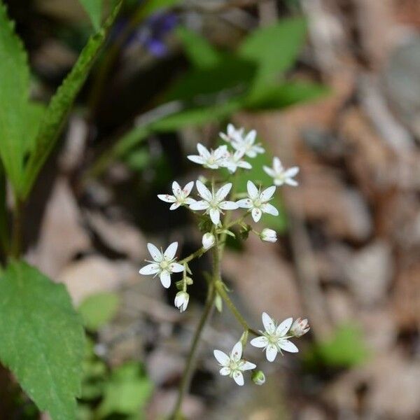 Carey's Saxifrage (Micranthes Careyana) Care Guide: Water, Soil ...