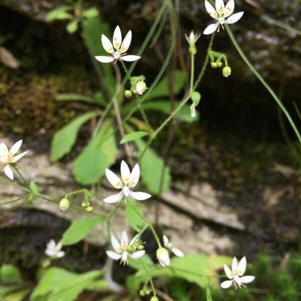 French Saxifrage (Micranthes Clusii) Care Guide: Water, Soil ...