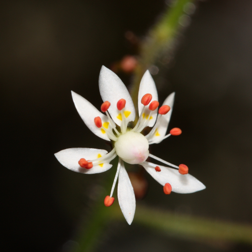 Rusty-Hair Saxifrage (Micranthes Ferruginea) Plant Care & How to Grow ...
