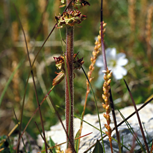 Stiff-Stem Saxifrage (Micranthes Hieraciifolia) Plant Care & How to ...