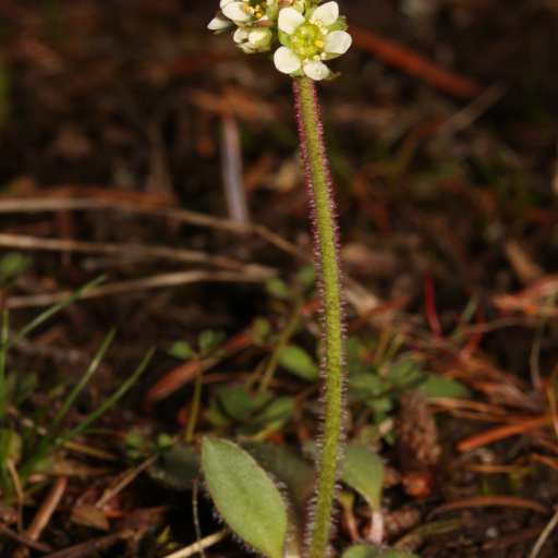 Wholeleaf Saxifrage (Micranthes Integrifolia) Plant Care & How to Grow ...