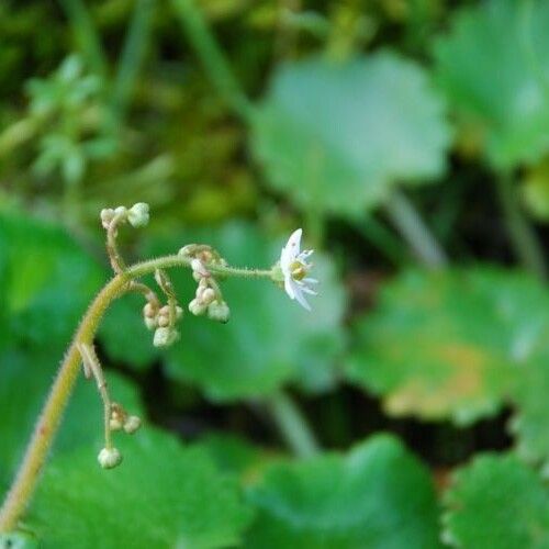 Wood Saxifrage (Micranthes Mertensiana) Care Guide: Water, Soil ...