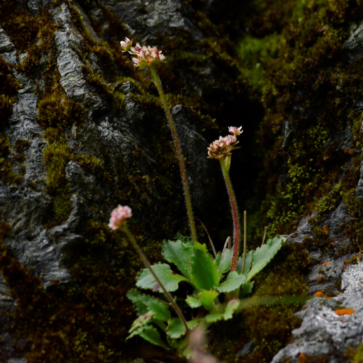 Alpine Saxifrage (Micranthes Nivalis) Care Guide: Water, Soil ...