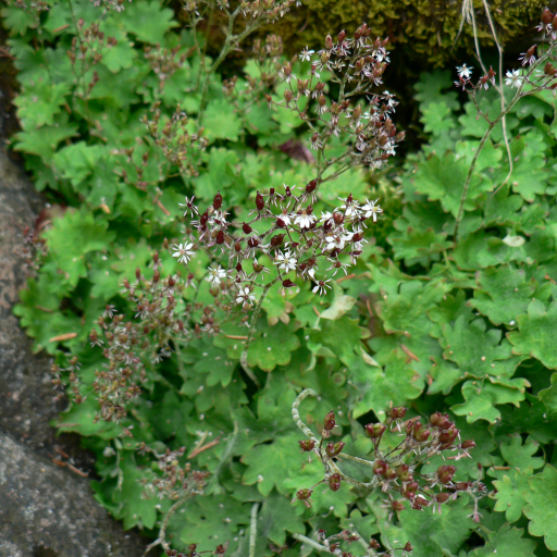 Brook Saxifrage (Micranthes Odontoloma) Plant Care & How to Grow, Water