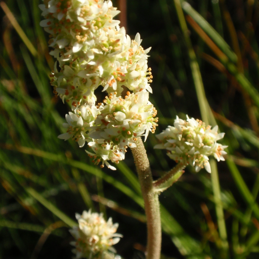 Oregon Saxifrage (Micranthes Oregana) Plant Care & How to Grow, Water