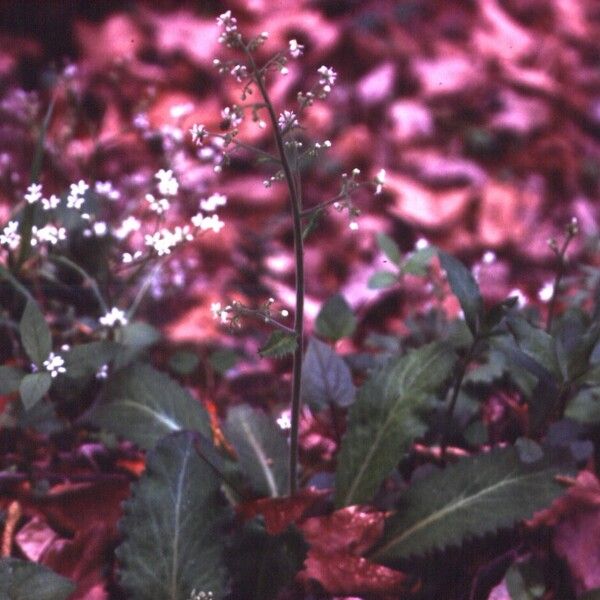 Pennsylvania Saxifrage (Micranthes Pensylvanica) Plant Care & How to ...