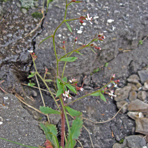 Michaux's Saxifrage (Micranthes Petiolaris) Plant Care & How to Grow, Water
