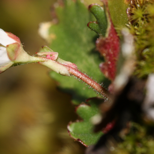 Red-Wool Saxifrage (Micranthes Rufidula) Plant Care & How to Grow, Water