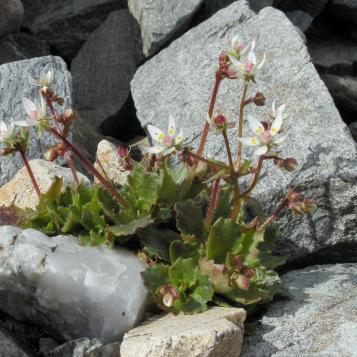 Starry Saxifrage (Micranthes Stellaris) Plant Care & How to Grow, Water