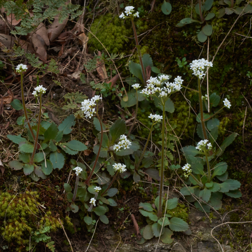 Early Saxifrage (Micranthes Virginiensis) Care Guide: Water, Soil ...
